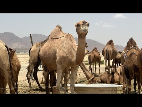 Mekkei Mükerreme yakın çevre ziyaretleri Mescidi şecera Mescidi fetih Süleyman Yasin Akdeniz