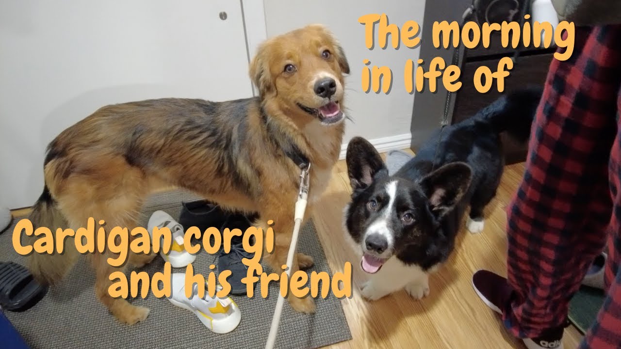 What is the morning like with cardigan welsh corgi and his friend ...
