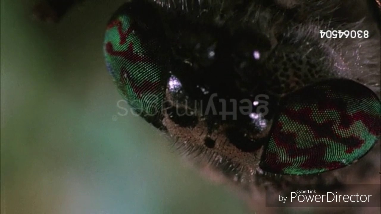 Stephen Hillenburg stop motion wormy close up WideScreen version - YouTube