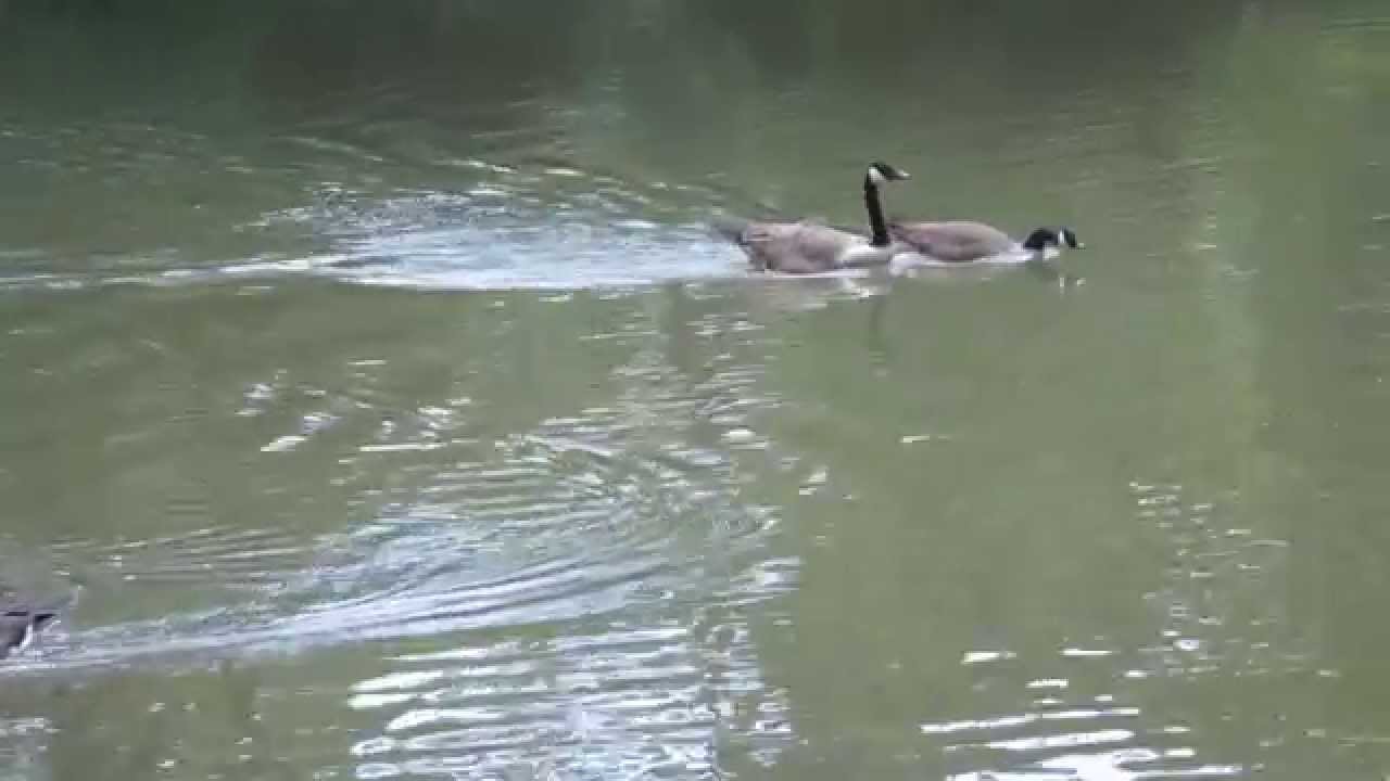 Two Aggressive Geese Chase One Goose Off Maryland Pond! - YouTube