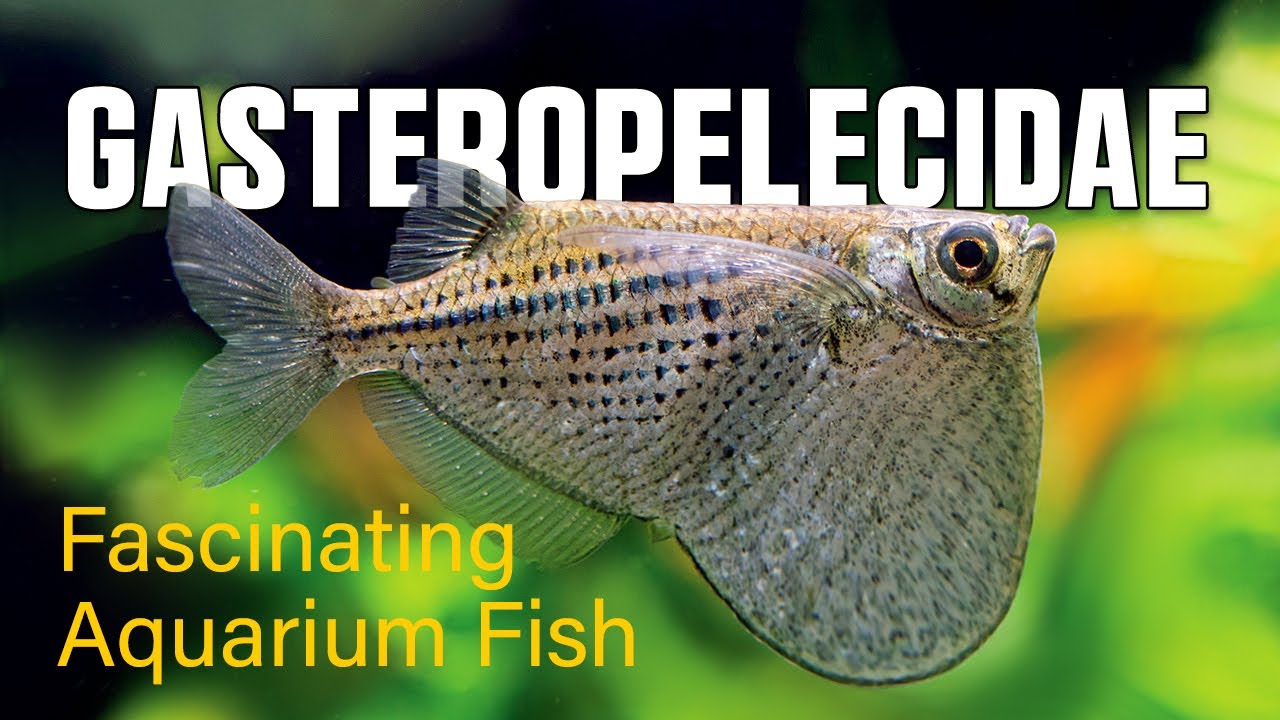 the Mysteries of Hatchetfish, Unique Aquarium Fish - YouTube