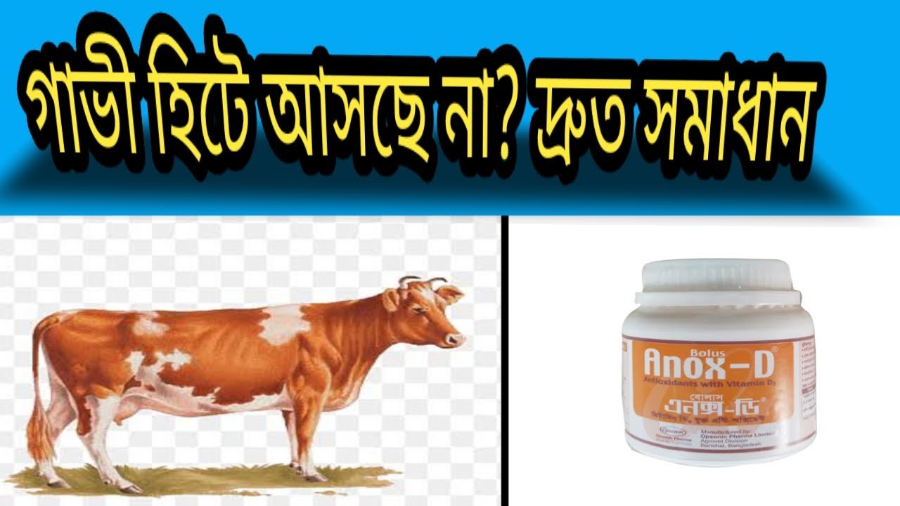 গাভী হিটে আসছে না? দ্রুত সমাধান#Silent heat#Anox D#Animal Health BVMC ...