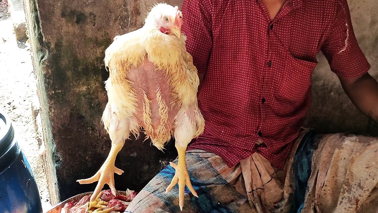 Live Chicken Cutting By Expert Butcher - YouTube