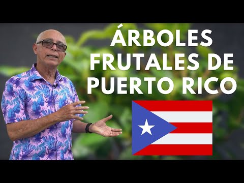 Los árboles De Puerto Rico: Una Riqueza Natural | Guía De Arbolado