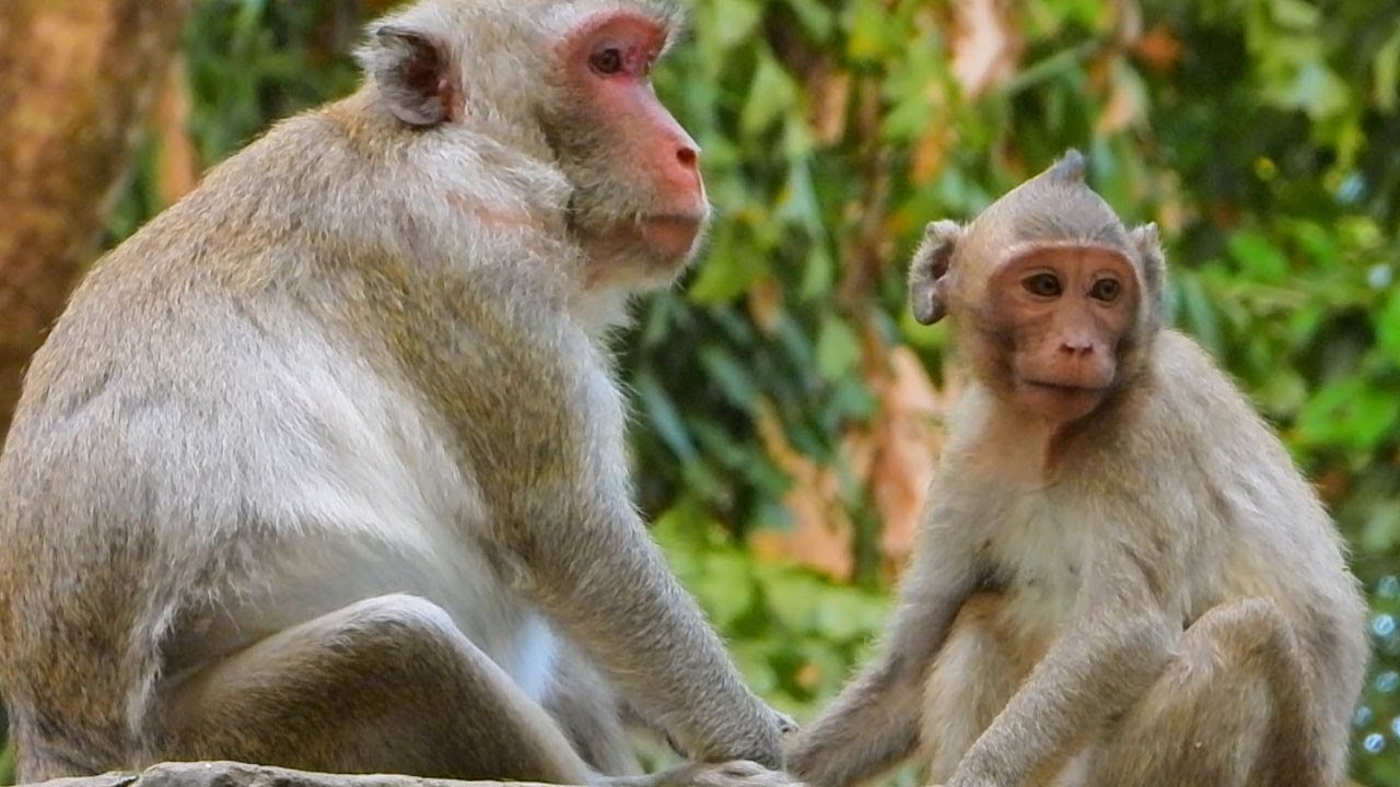 Monkey Jonna Leaves Her Mama After Being Denied Milk - YouTube