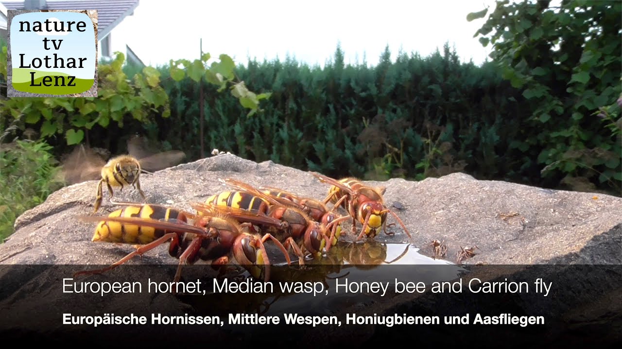 European hornet, Median wasp, Honeybees and carrion flys. - YouTube