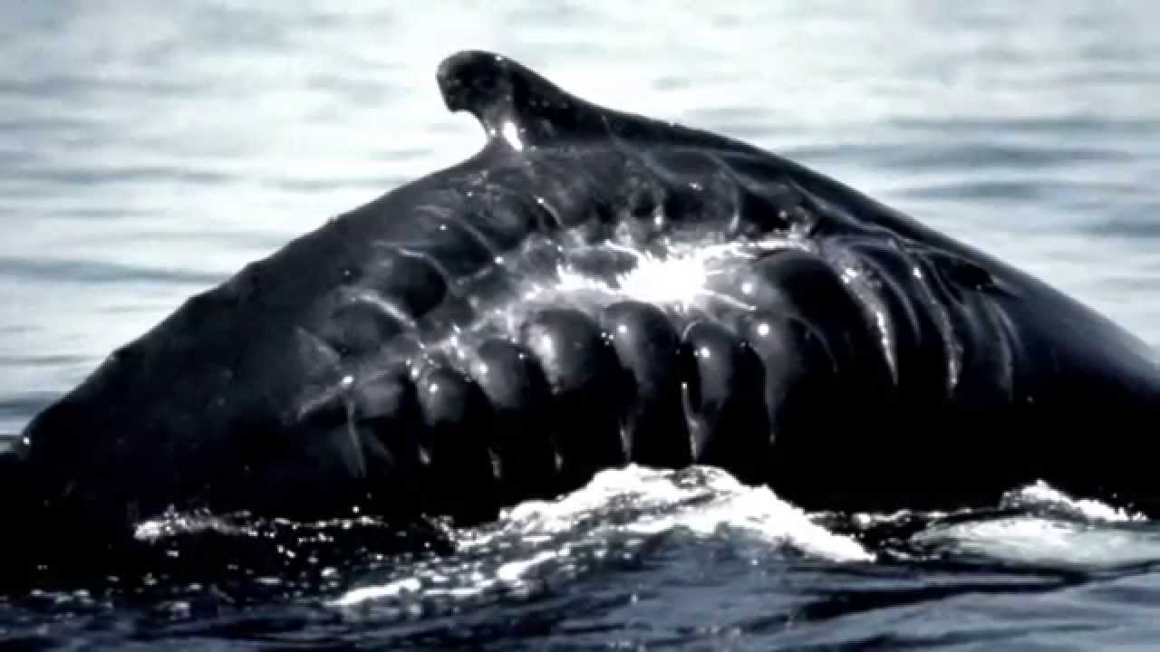 whale vs ship - YouTube