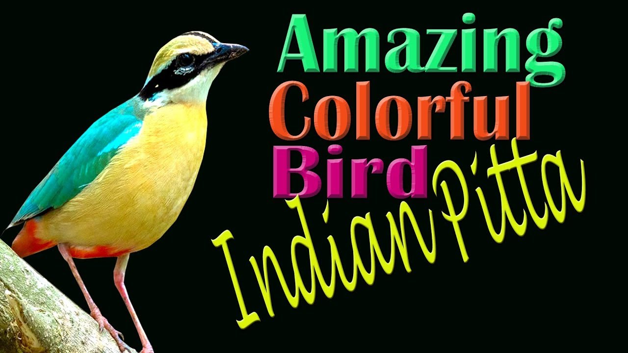 Indian pitta : Amazing cute and colorful bird. - YouTube