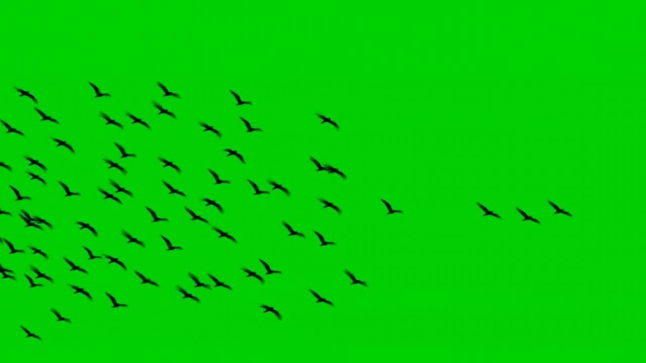 Flock Of Birds On Green Screen - YouTube