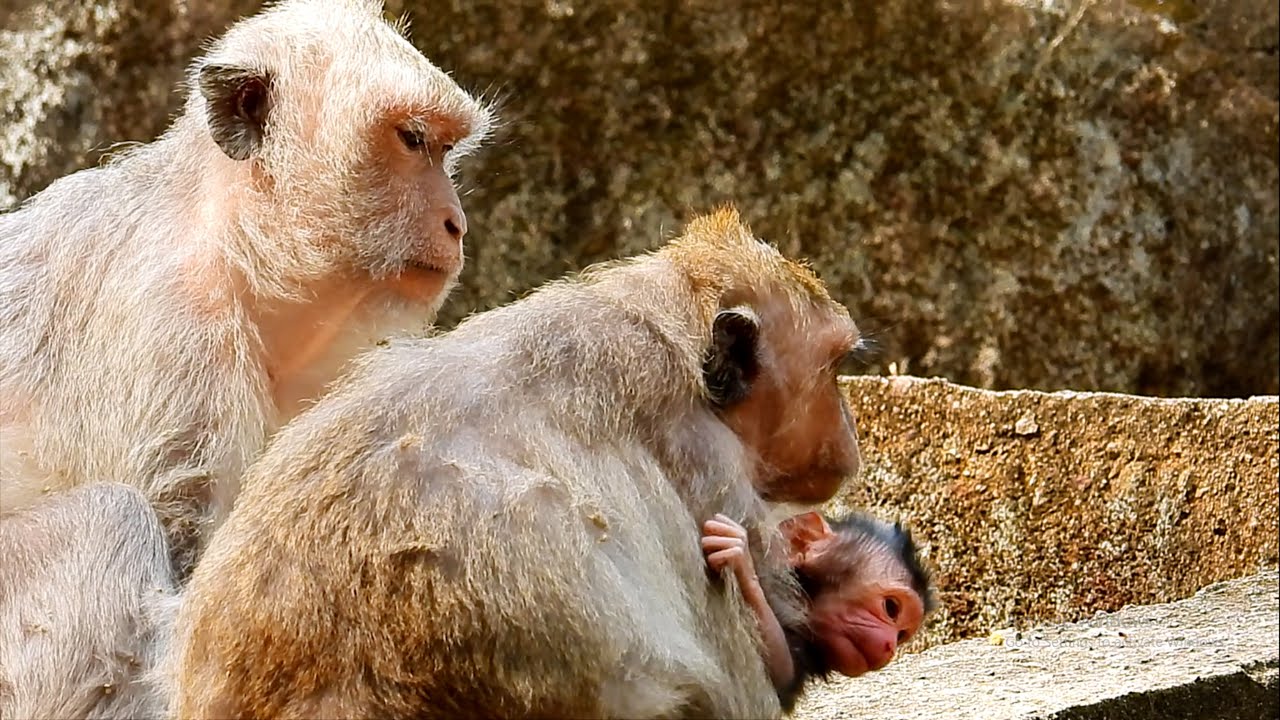 Wow Wow! Really lovely newborn monkey baby, Monkey Jinx deliver baby ...