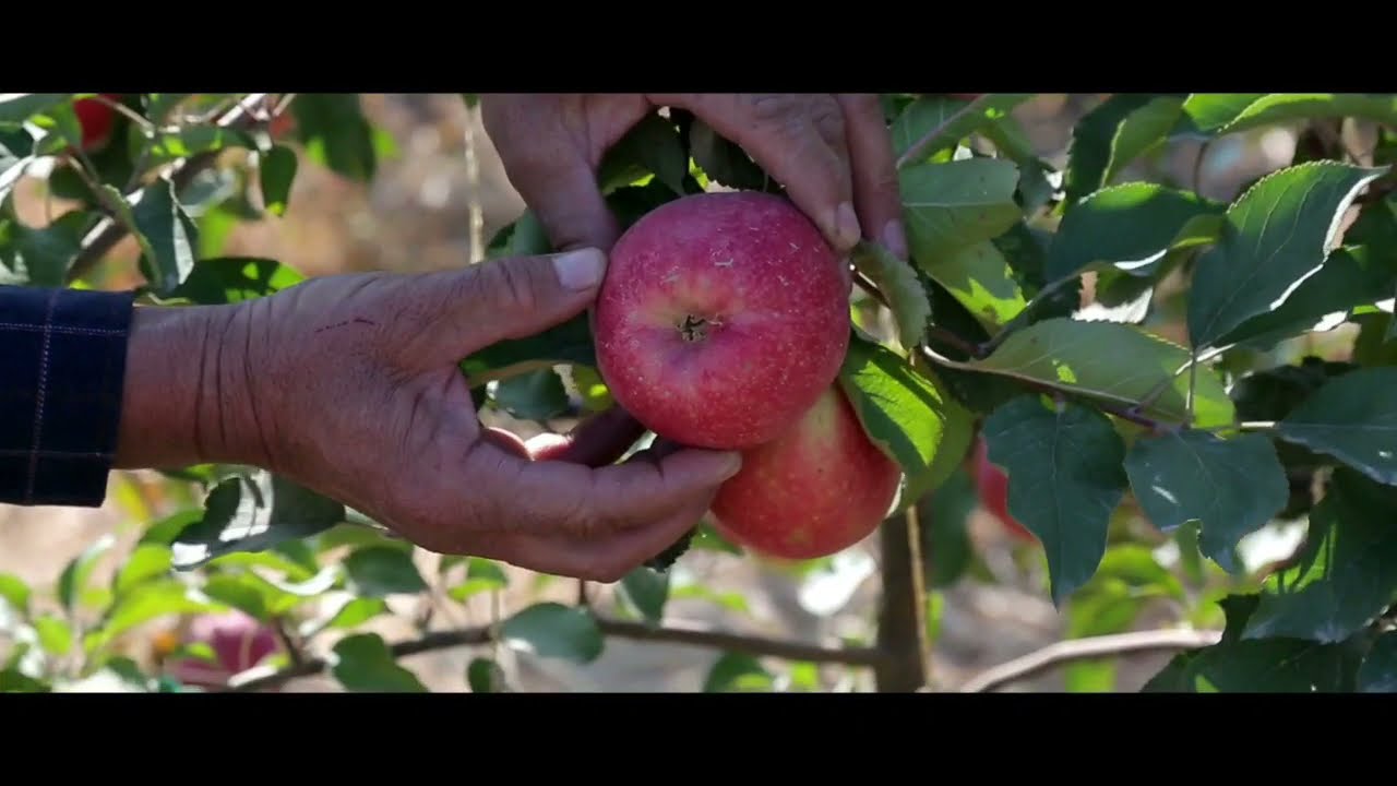 #Олма нав алмаштириш - #OLMA #NAV ALMASHTIRISH - YouTube