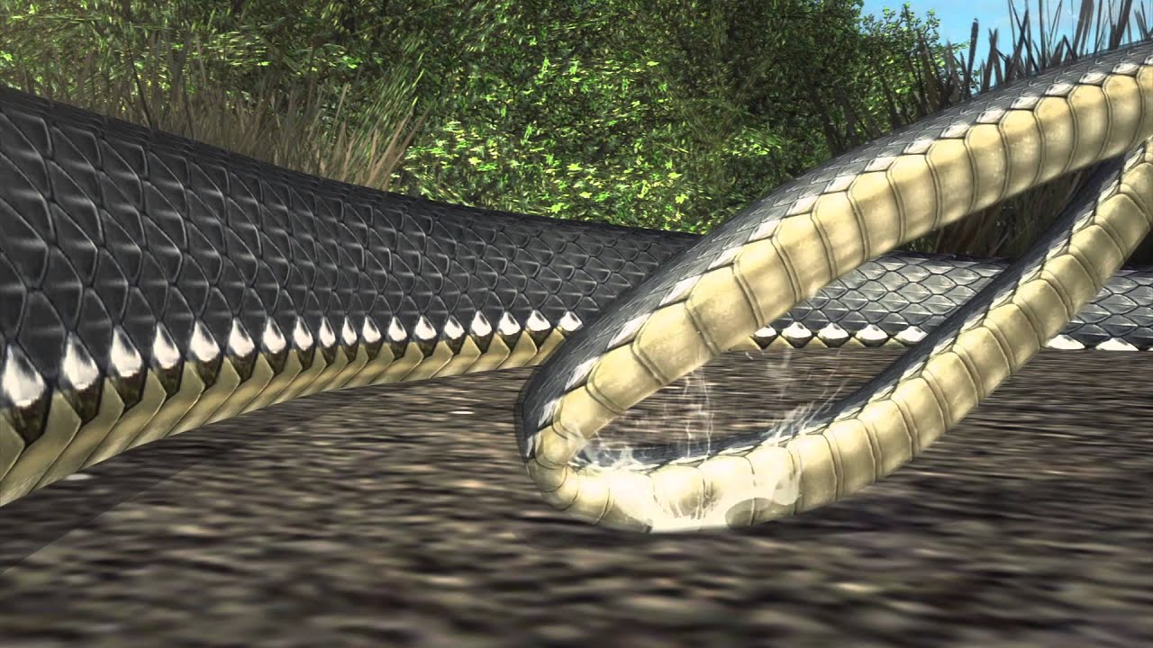 Virgin yellow-bellied water snake gives birth two years in a row in ...