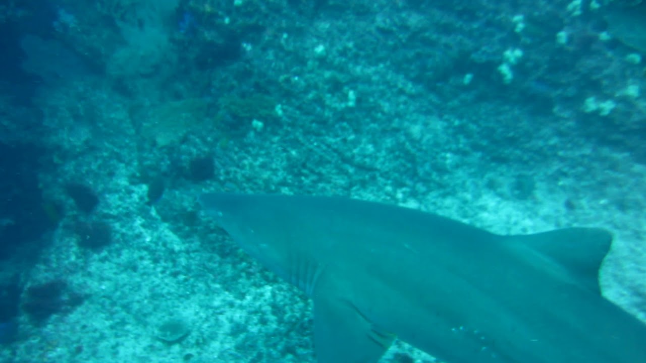 shark teeth marks - YouTube