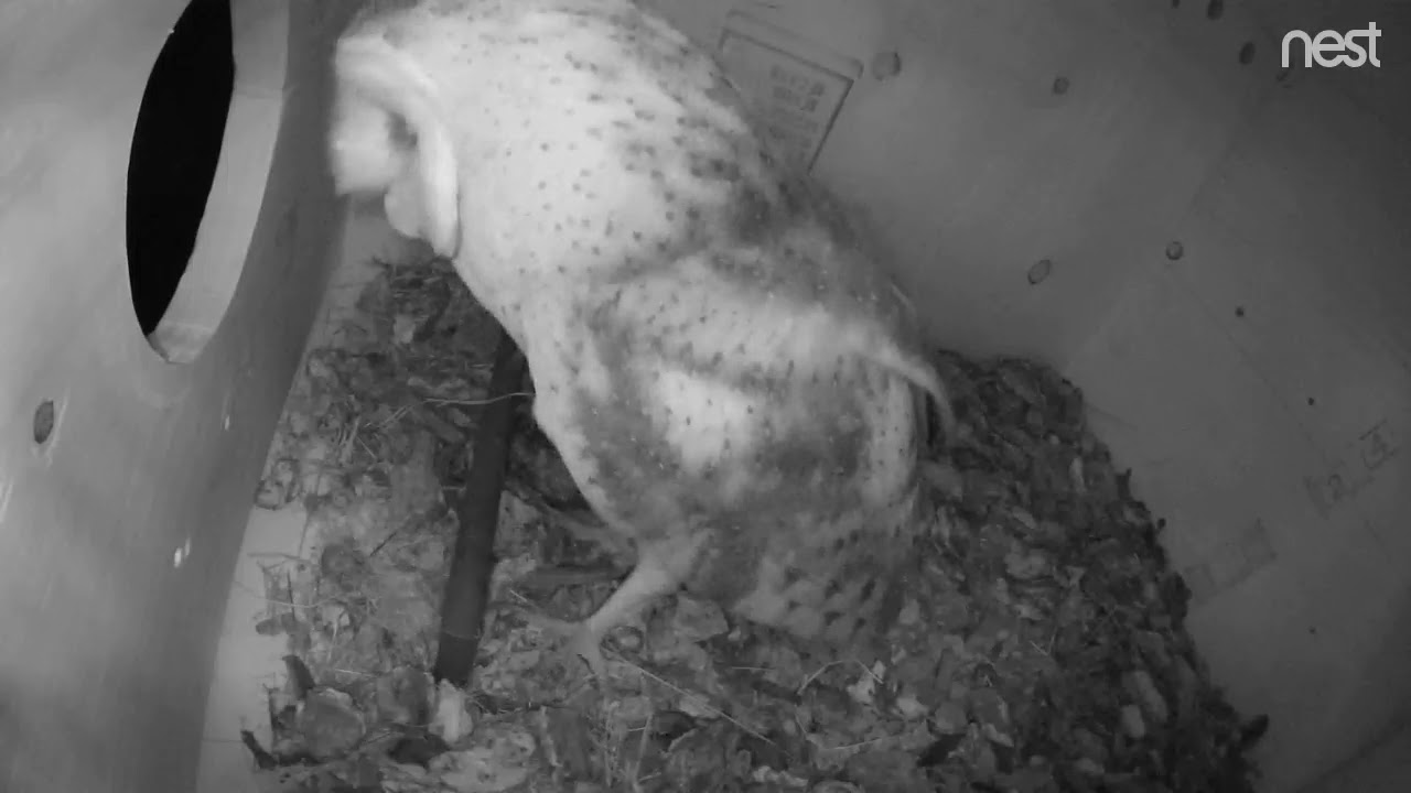 two barn owls fighting for nest - YouTube