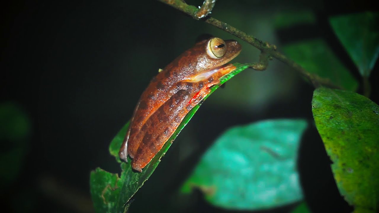 Night Ambience Of Asia Jungle Pure Rainforest Sounds Frog Chorus