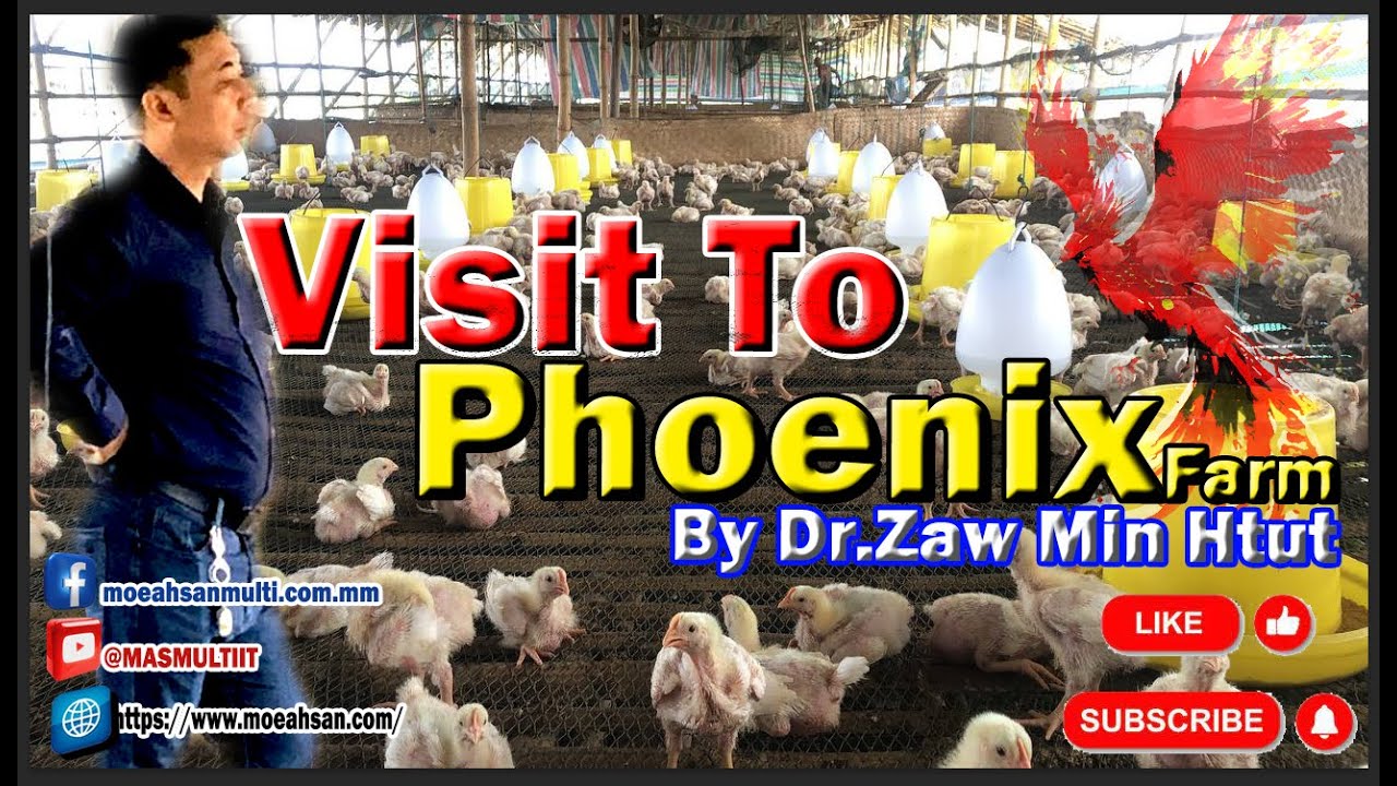 Visit To Phoenix Farm By Dr Zaw Min Htut - YouTube