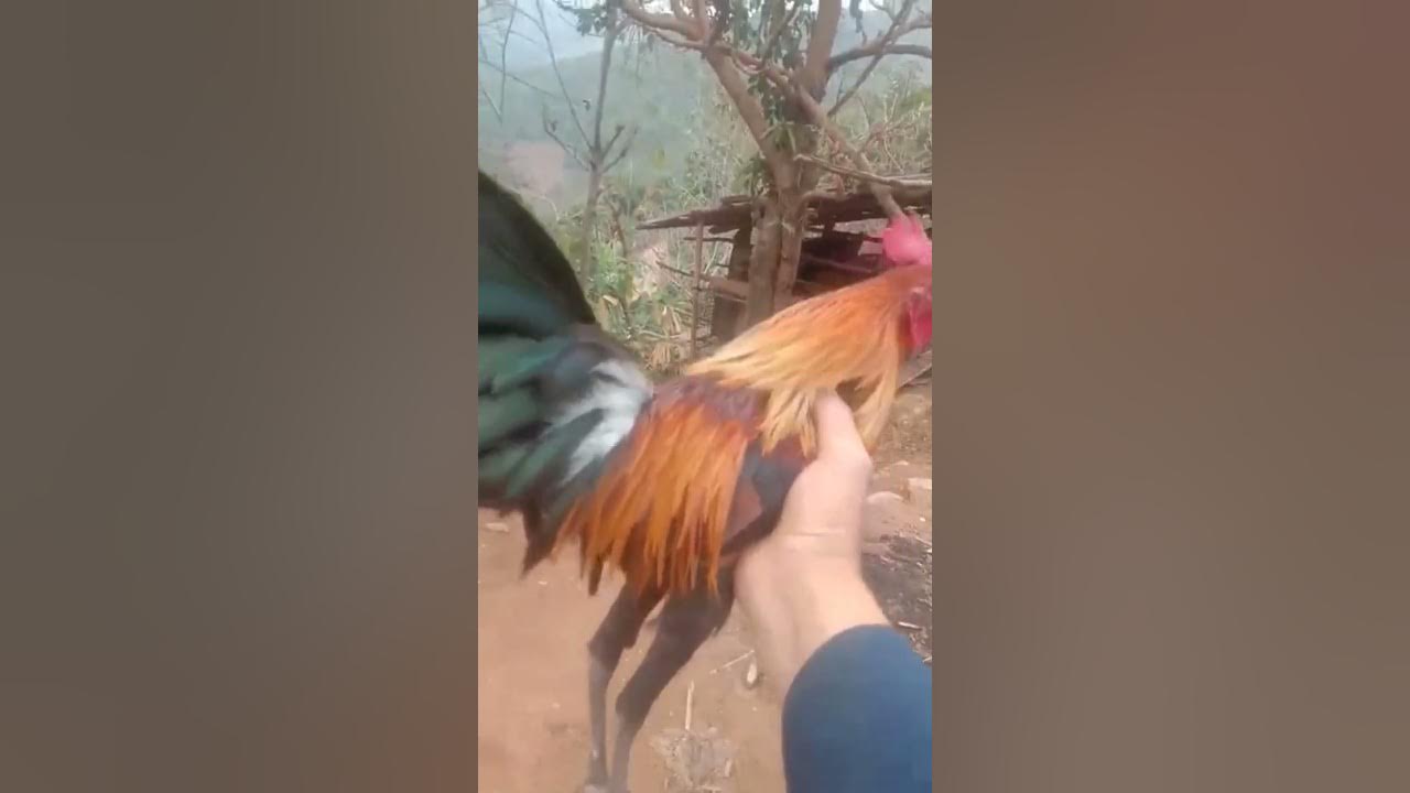 gà rừng f1 qaib qus txuam f1 zoo nkauj qua zoo leej twg Ngiam hu nug tau - YouTube