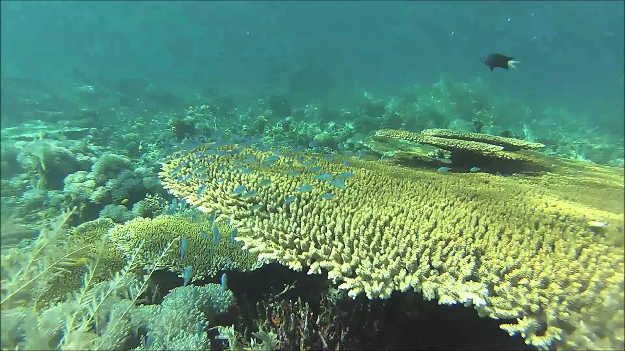 Nalusuan Island diving video,Cebu,Philippines - YouTube