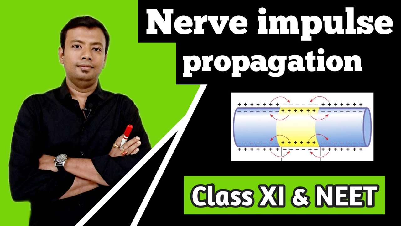 Nerve impulse propagation, Class XI, NEET - YouTube