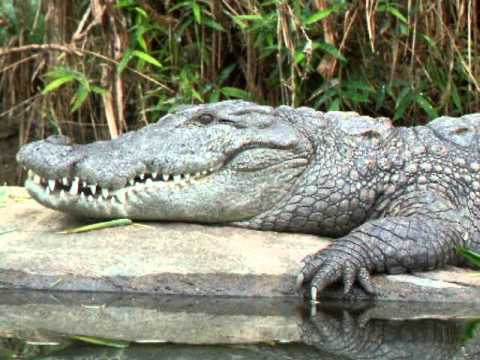 Wild Crocodale From Ranganathittu Bird's Sanctuary Mysore - YouTube
