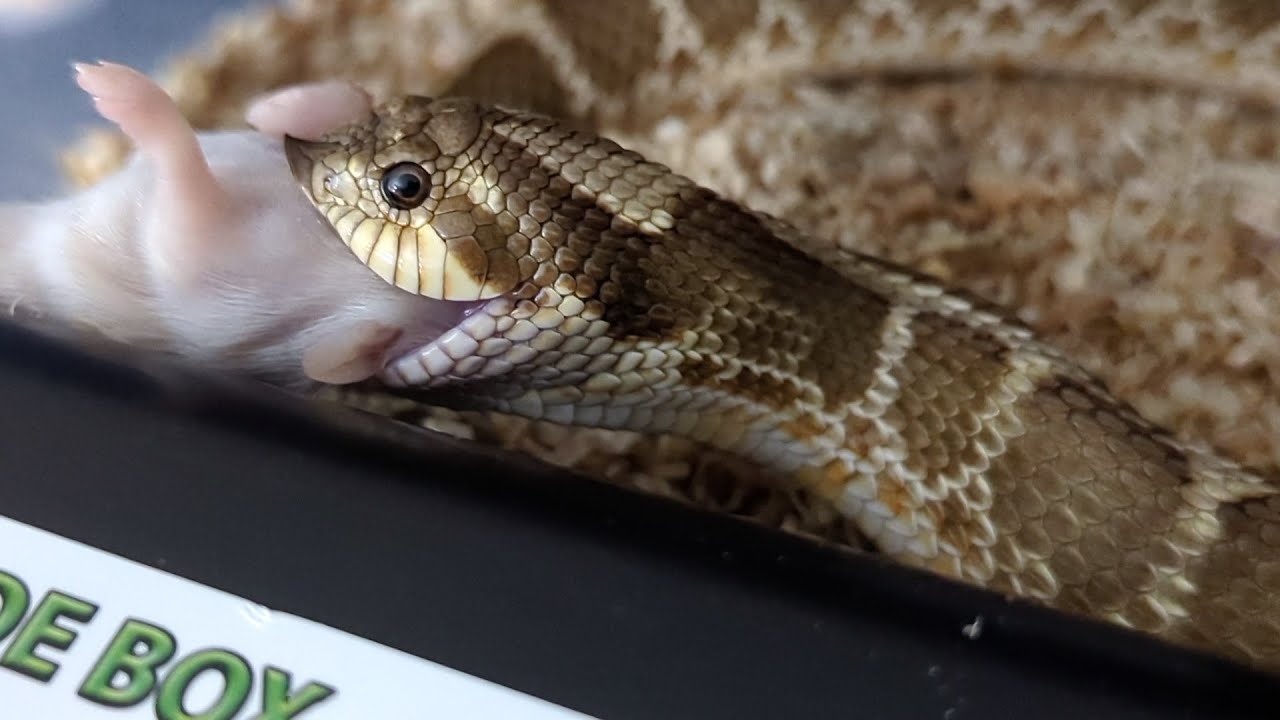Feeding my baby and adult male hognose snakes - YouTube