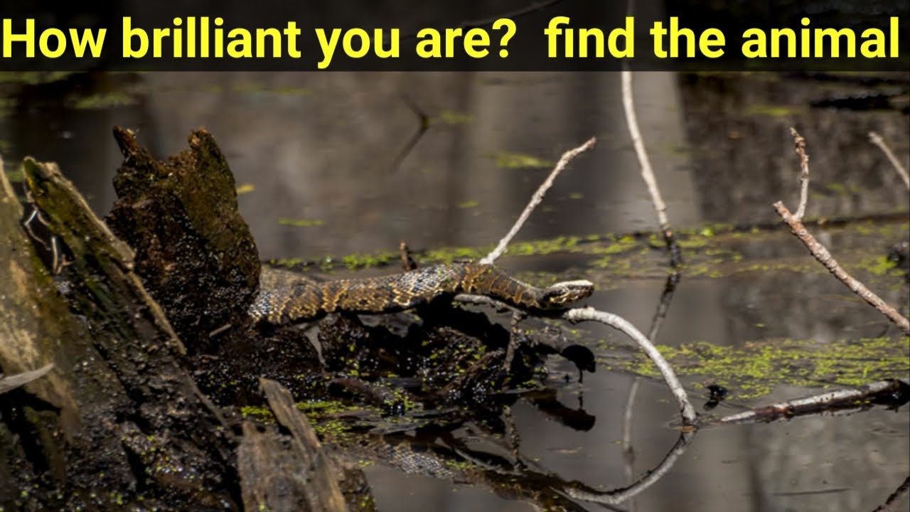 "Where's the Wild Thing? Can You Find the Hidden Animal?| A Picture ...