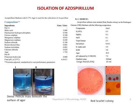 Azospirillum as Biofertilizer - YouTube