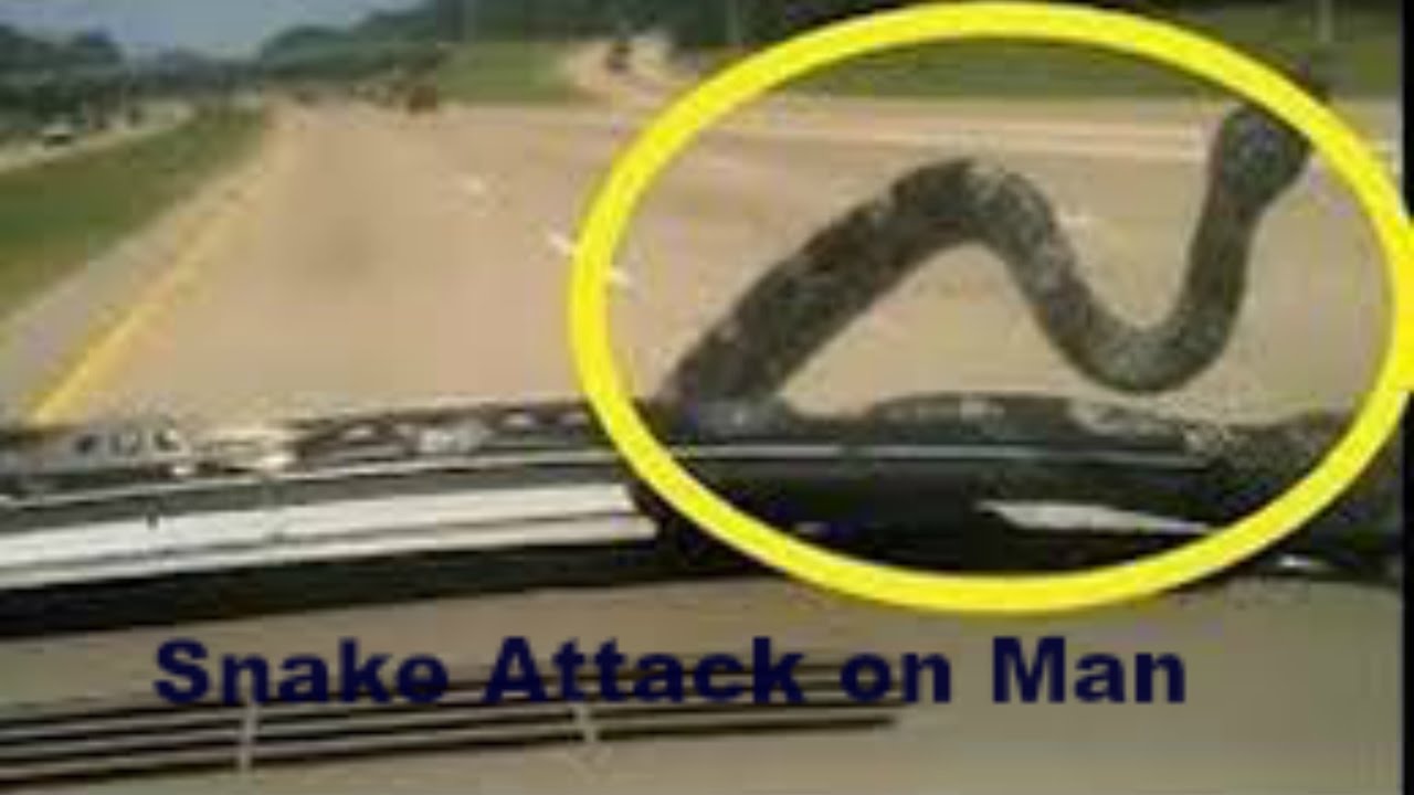 Snake Attack on Man - YouTube