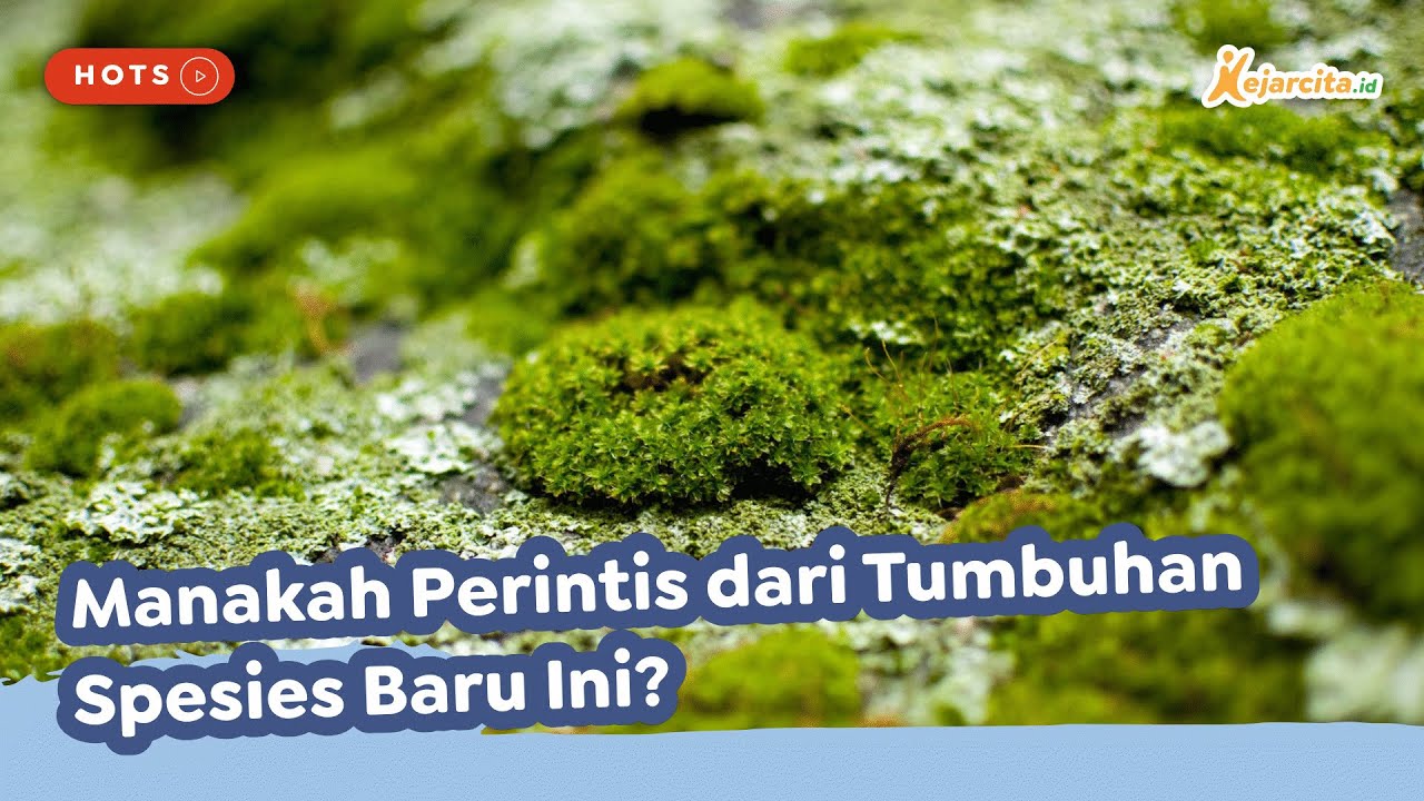 Manakah Perintis dari Tumbuhan Spesies Baru Ini?| Biologi SMA | Soal ...