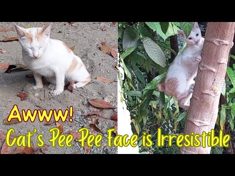 Can you RESIST this Cat's PEE PEE FaCE and CLIMBS?! #catvideo #catlover ...