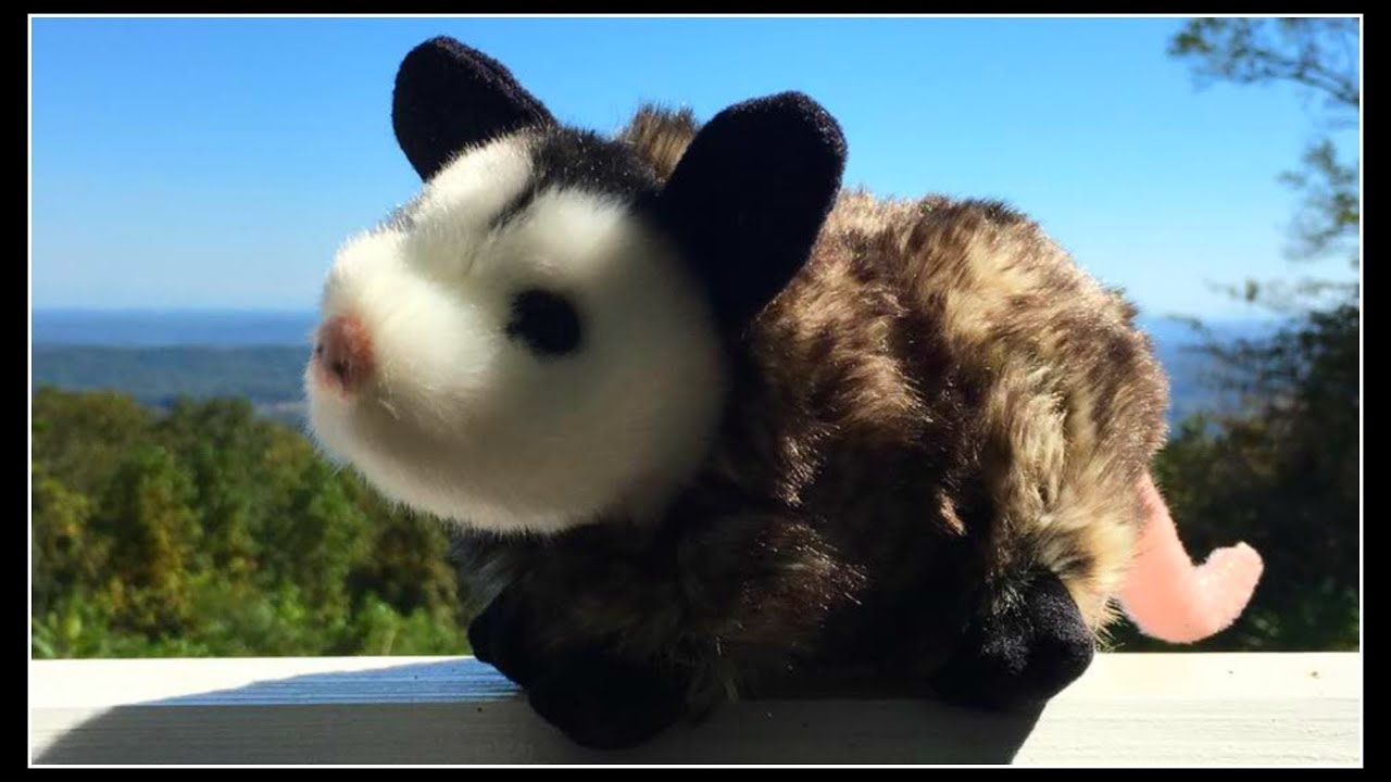 Homesteading for Farm Predators? - YouTube