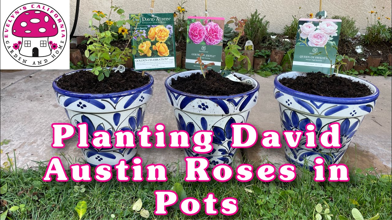 Planting 2 quarts David Austin Roses in Pots| #Zone10a # ...