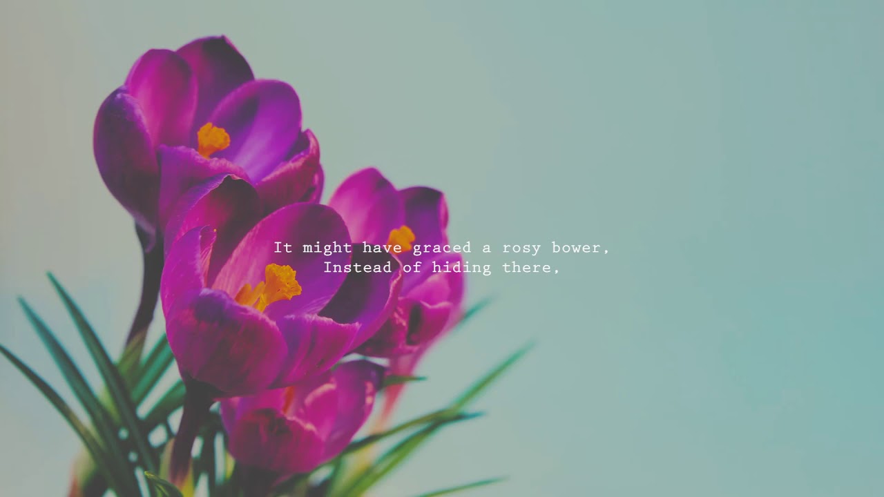 The Violet by Jane Taylor - Timeless Poems - YouTube