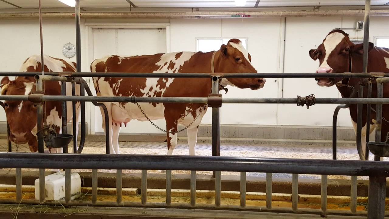 Zoo Cow