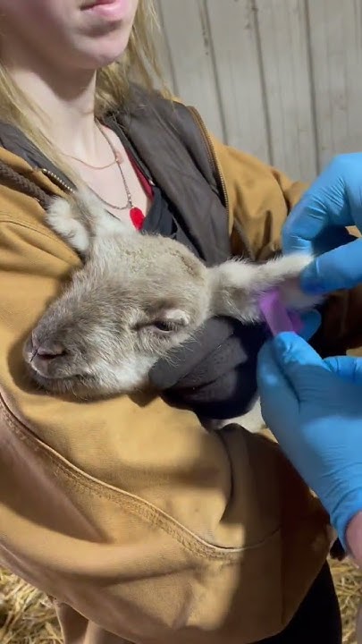 Tagging and Docking a Newborn Lamb - YouTube