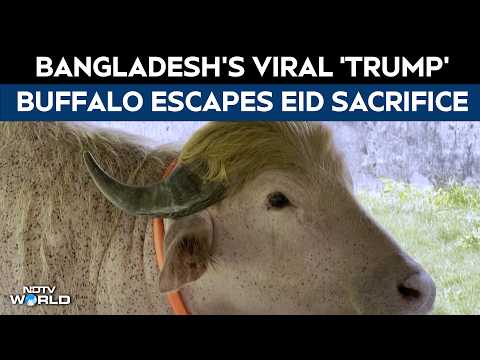 Trump Buffalo News | Bangladesh’s Viral ‘Trump’ Buffalo Escapes Eid Sacrifice, Finds New Home in Zoo