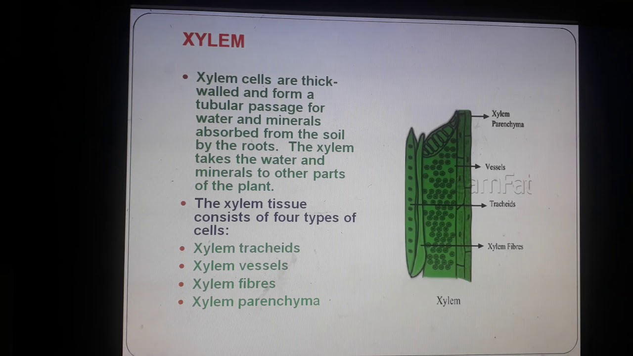 Std 7 biology plant tissues - xylem - YouTube