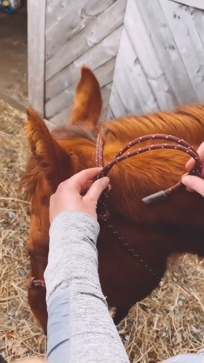 How to properly tie a rope halter on your horse. - YouTube