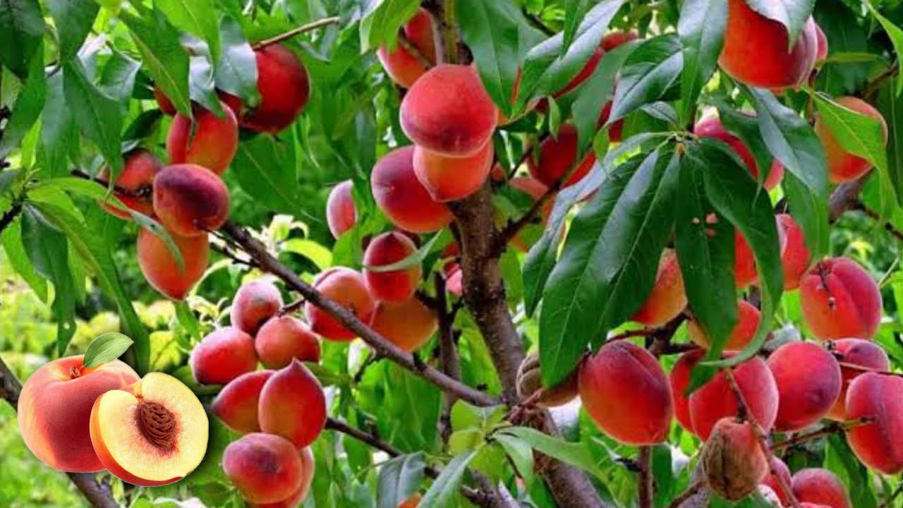 Aadu ka ped, aadhu ki kheti, peach farming in india, peach Cultivation ...