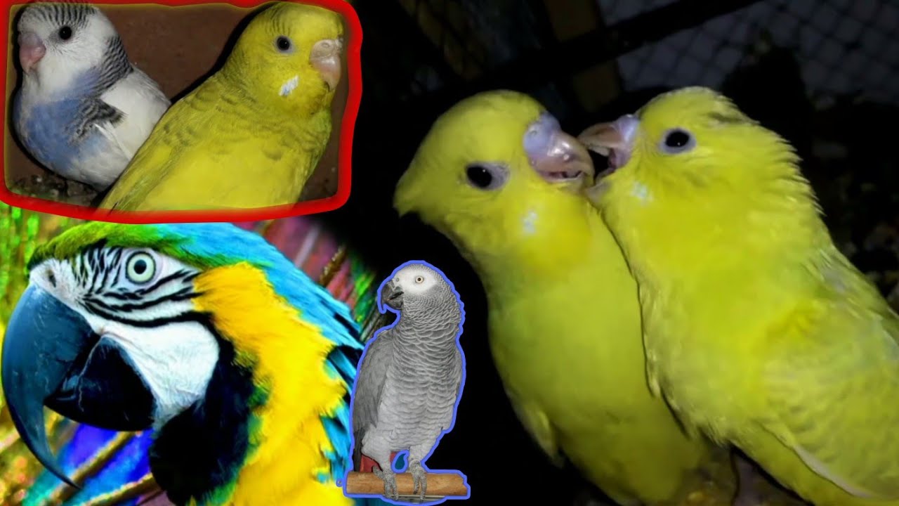 Parrots Breeding Age | Parrot ki Ande bache Dene Ki Umar | Birds Breed ...