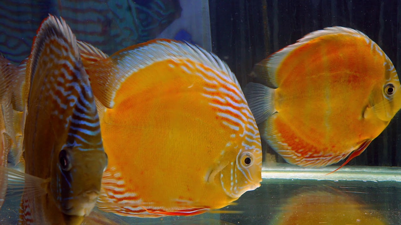 Reds available at 14 May 2019 - Santarem Discus - YouTube