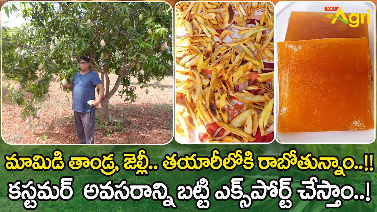 Mamidi Thandra, Mango Jelly | మామిడి తాండ్ర, జెల్లీ.. తయారీలోకి ...