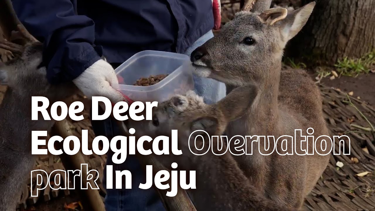 Roe Deer Ecological Overvation park in jeju - YouTube