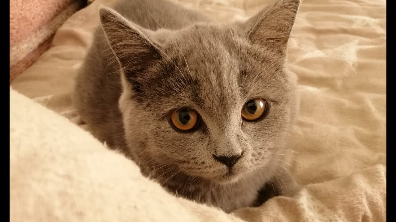 Cat purring Asmr happy grey kitten - YouTube