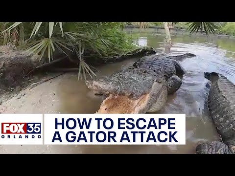 What to do when you encounter an alligator - YouTube
