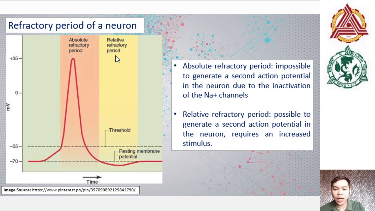 Nerve Physiology - YouTube
