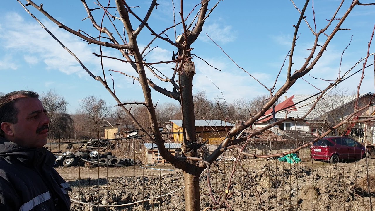 《15》Tăieri la prun "Record" (UHD) - Roberto Merius Popa - YouTube