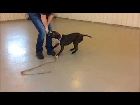 Teaching Tug - YouTube