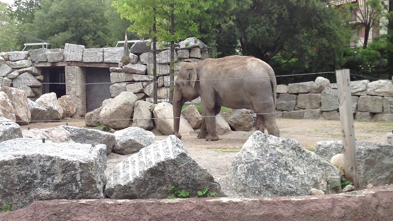 Parco delle Cornelle (zoo) - YouTube