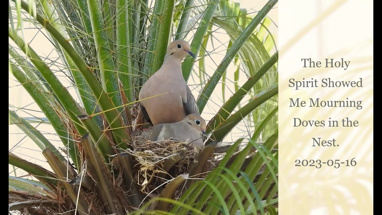 The Holy Spirit Showed Me Mourning Doves in the Nest || GOD'S CREATIONS ...